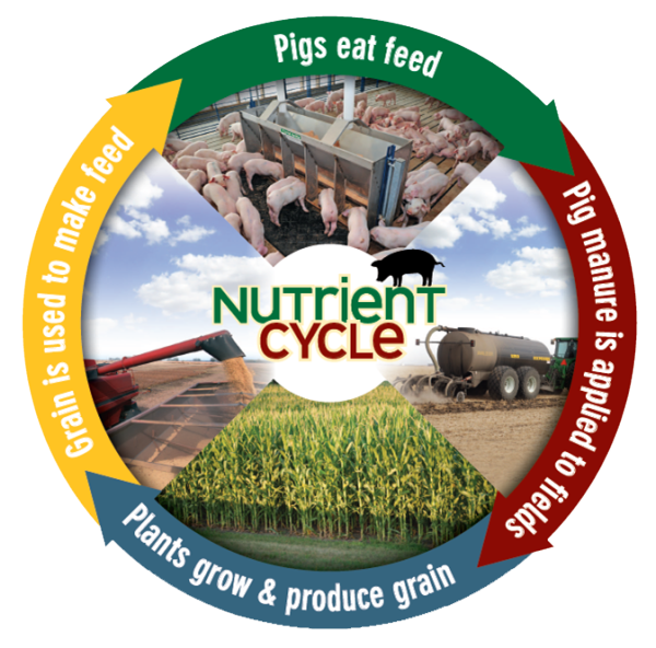 The Cycle of Manure — Tosh Farms