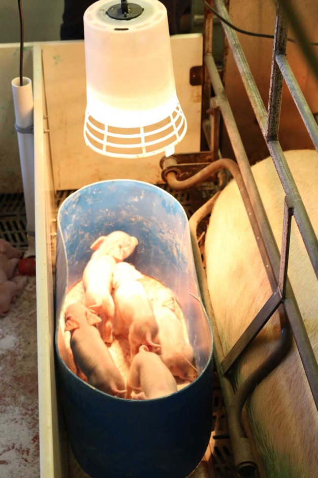 How We Raise Pigs — Tosh Farms