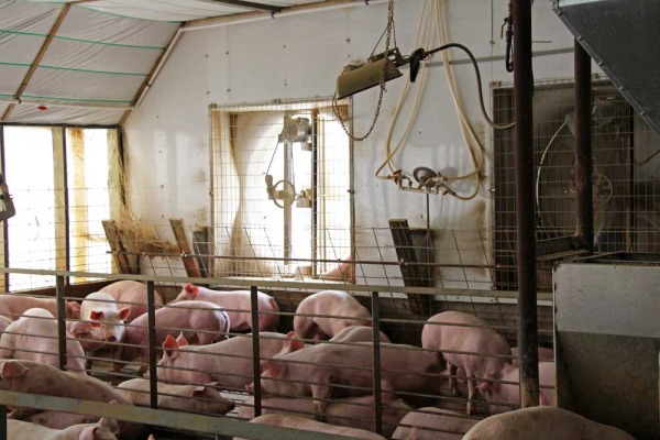How We Raise Pigs — Tosh Farms