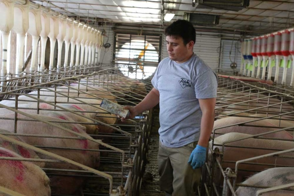 Sow Housing — Tosh Farms