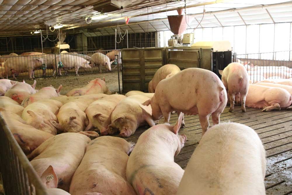 An Optimistic 2016 Pork Industry Outlook? Maybe — Tosh Farms